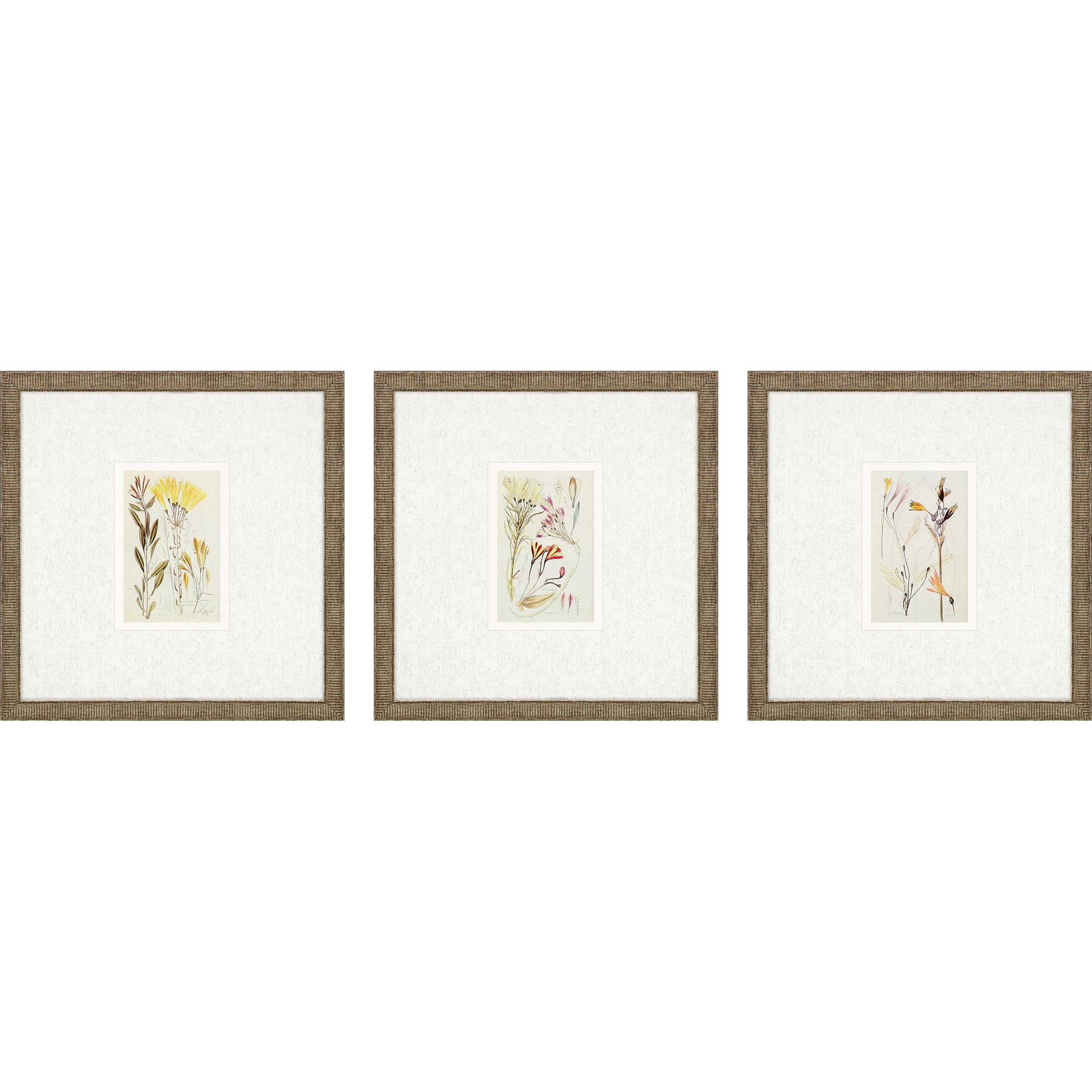 Paragon Art Antique Botanical II S/3 15656 - Douds Furniture ...