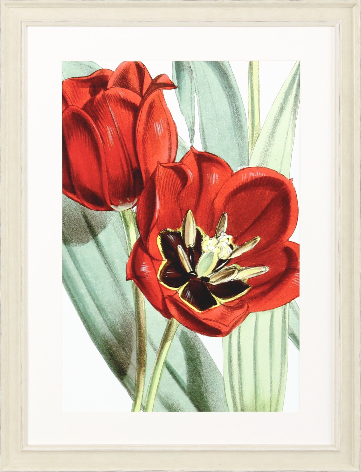 Paragon Art Tulipa Undulatifolia 31692 - Indian River Furniture ...