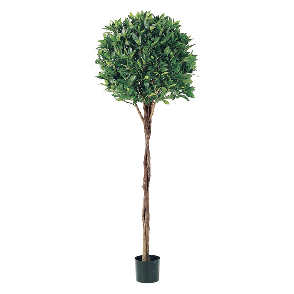 Bay Leaf Topiary+Planter